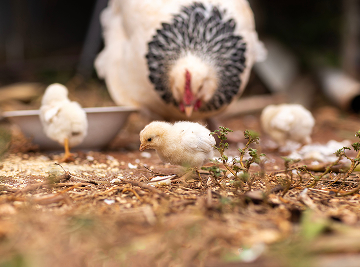 Great Parks of Hamilton County - Parky's Farm