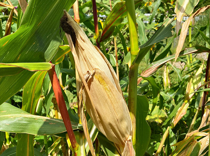 Great Parks of Hamilton County - Parky's Farm
