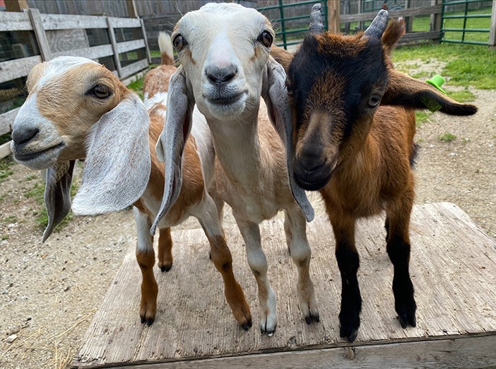 Great Parks of Hamilton County - Parky's Farm