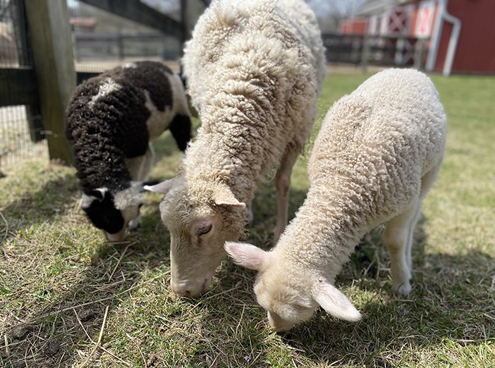 Great Parks of Hamilton County - Parky's Farm