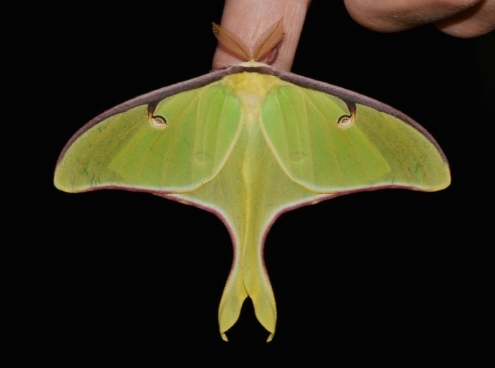 Great Parks of Hamilton County - Naturalist Programs